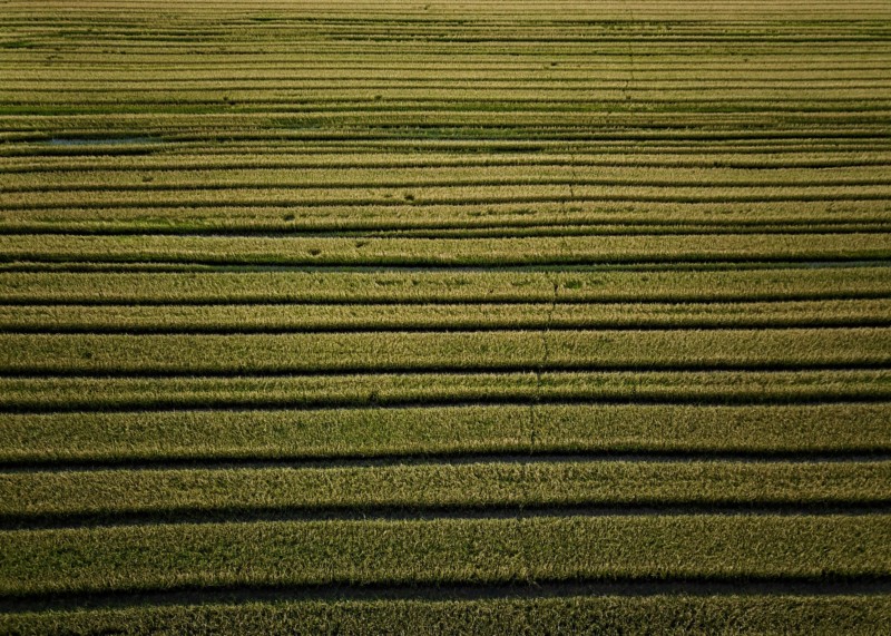 Louisiana Rice - Paprika Studios