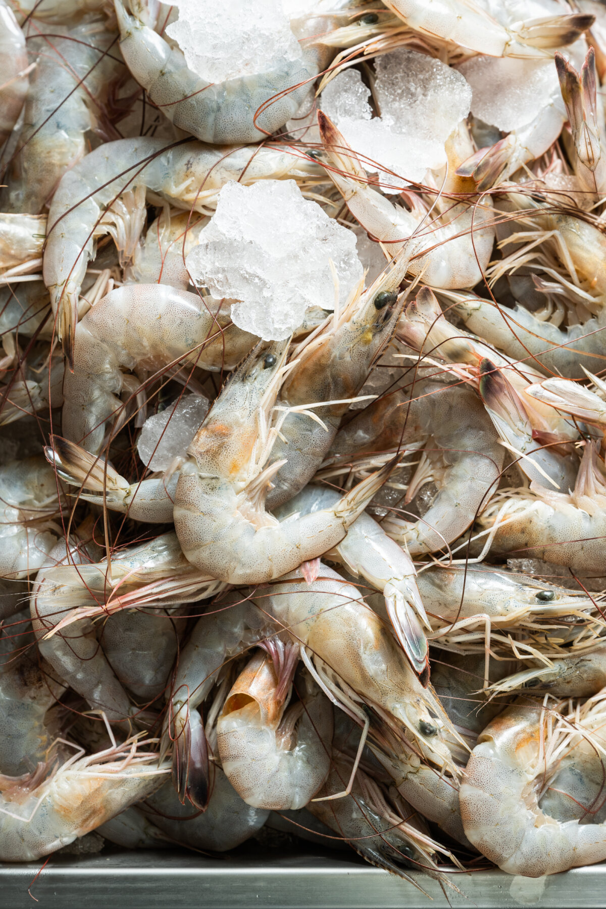 Porgy's Seafood Market - Paprika Studios