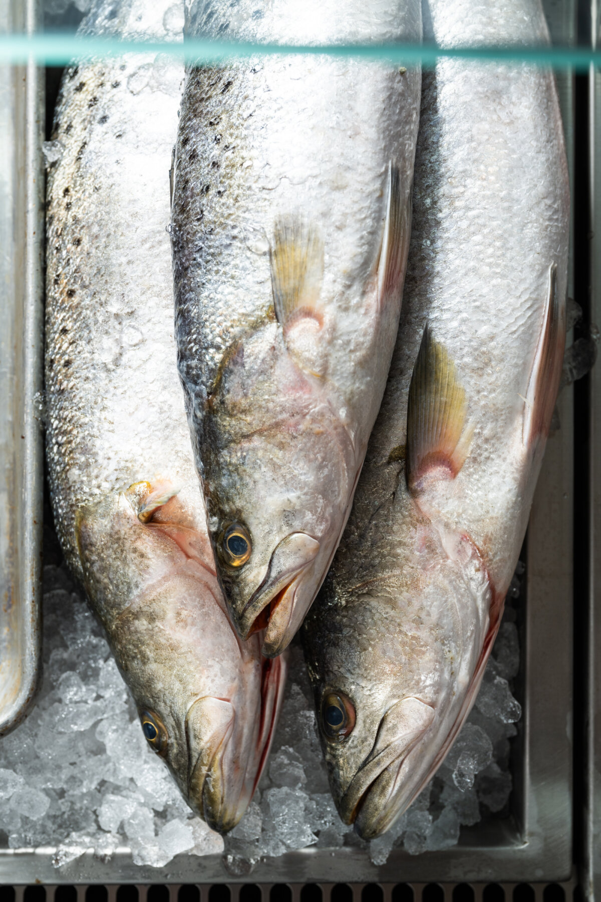 Porgy's Seafood Market - Paprika Studios